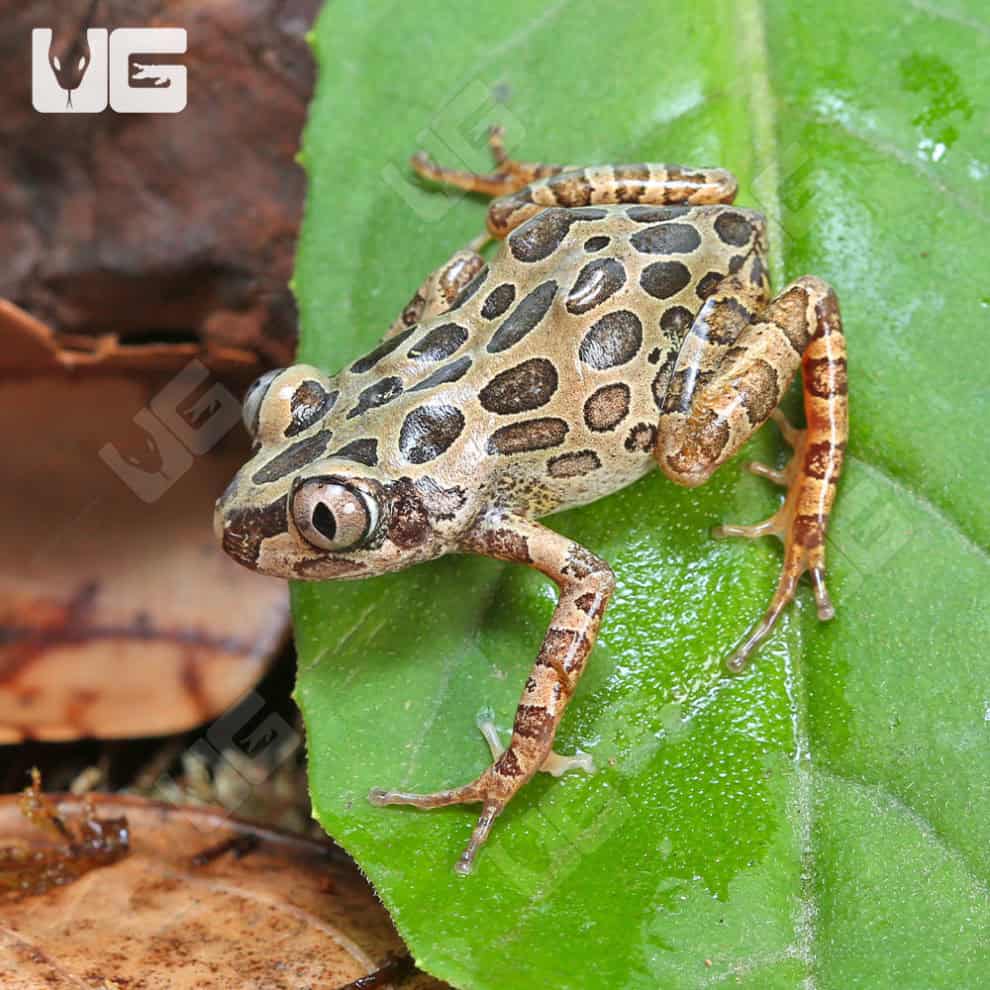 Auctions - Underground Reptiles