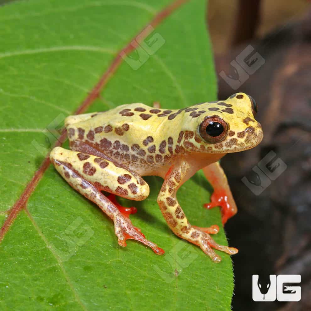 Tree Frogs For Sale - Underground Reptiles