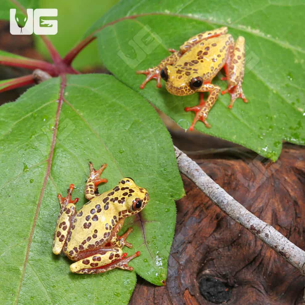 Reticulated Triangle Tree Frog (dendropsophus triangulum) For Sale ...