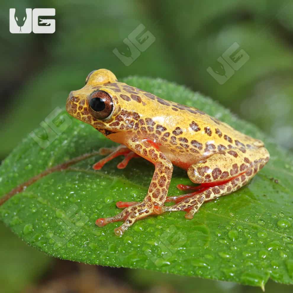 Reticulated Triangle Tree Frog (dendropsophus triangulum) For Sale ...