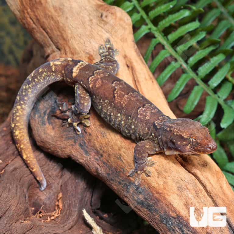 Adult Robust Forest Geckos For Sale - Underground Reptiles