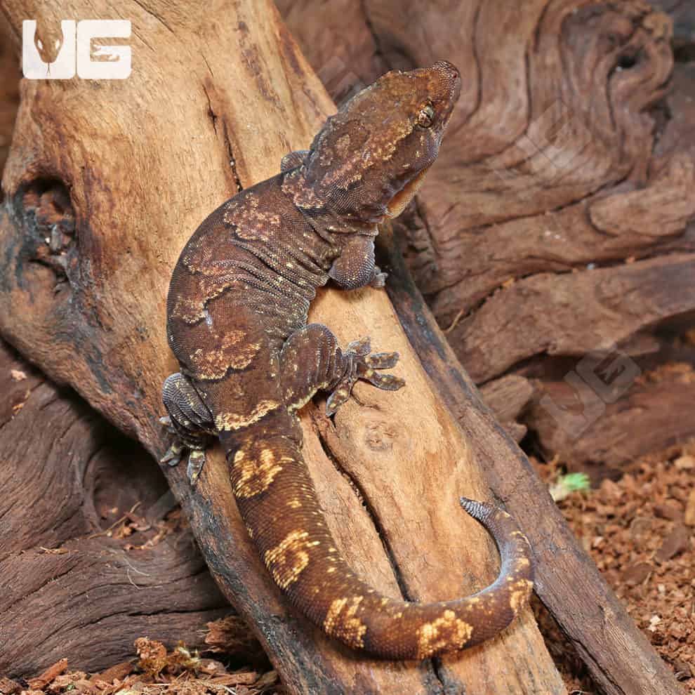 Adult Robust Forest Geckos For Sale - Underground Reptiles