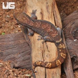 Adult Robust Forest Geckos For Sale - Underground Reptiles