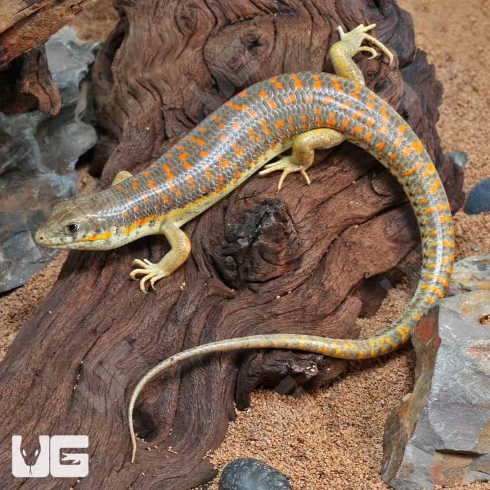 Lizards For Sale - Underground Reptiles