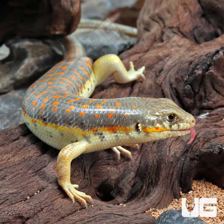 Lizards For Sale - Underground Reptiles