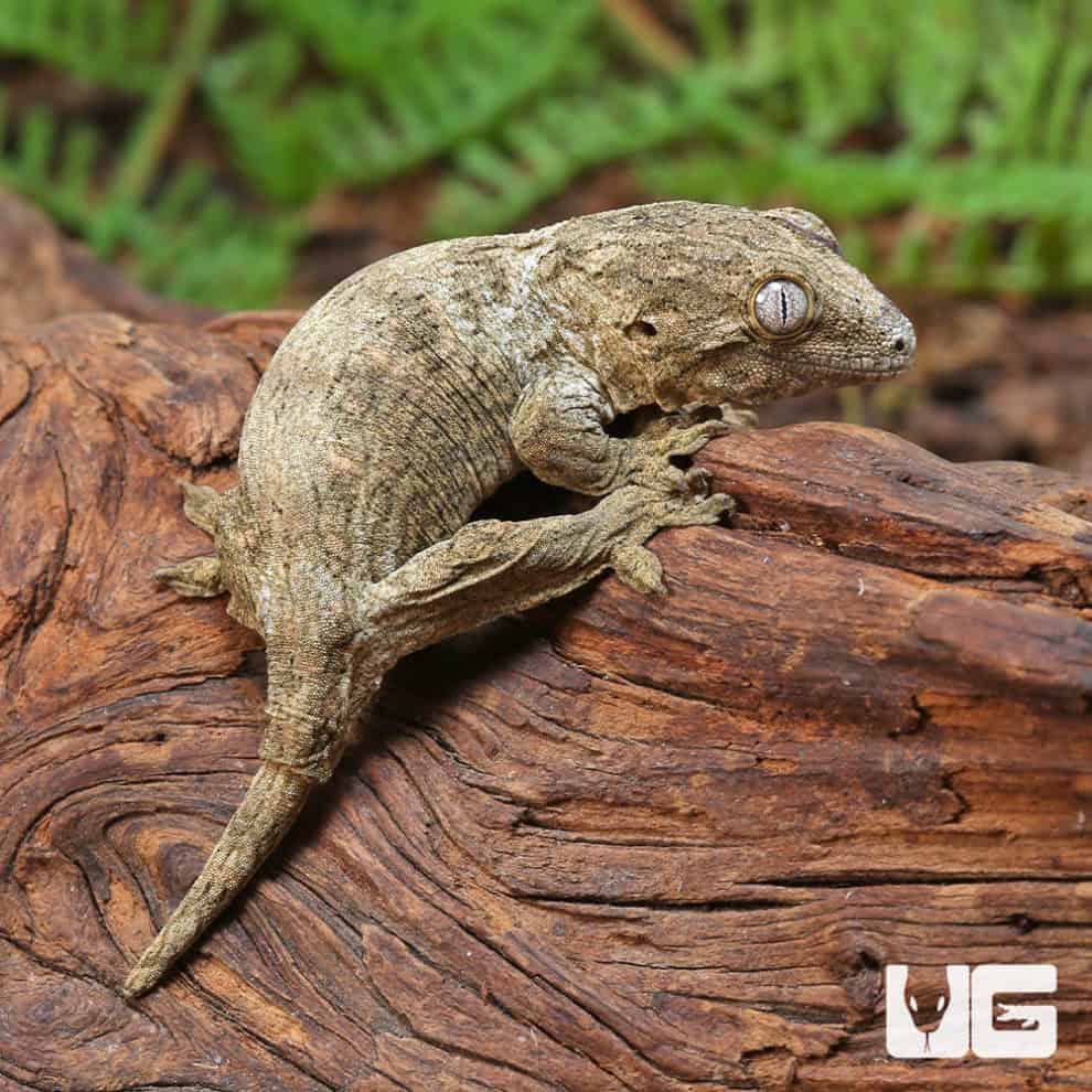 Baby Snowflake Nu Ana Leachianus Geckos For Sale - Underground Reptiles