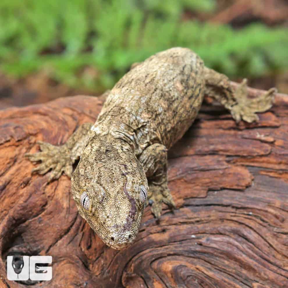 Baby Snowflake Nu Ana Leachianus Geckos For Sale - Underground Reptiles