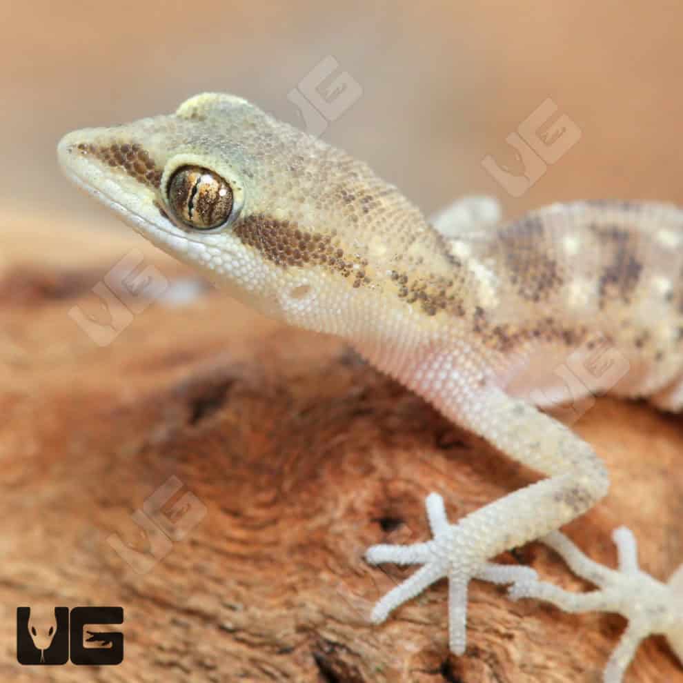 Steudner's Pygmy Gecko For Sale - Underground Reptiles