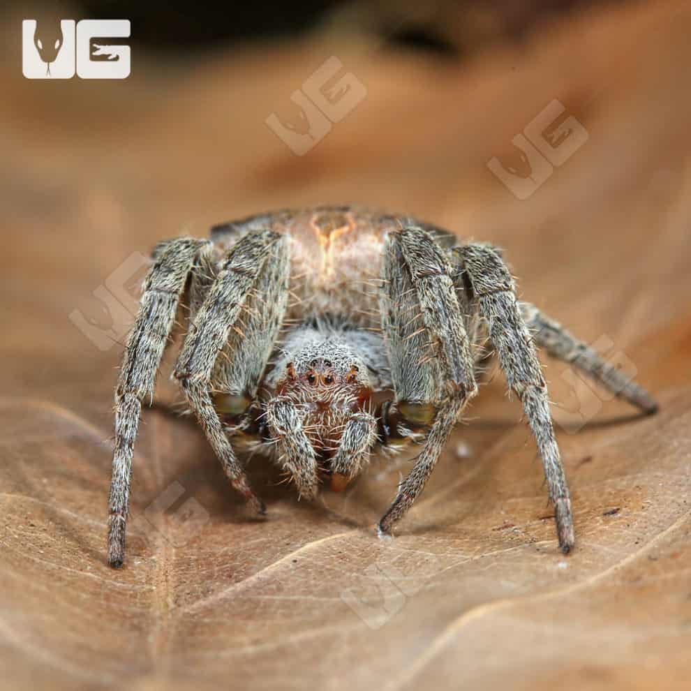 Tropical Tent-Web Spider (Cyrtophora citricola) For Sale - Underground ...