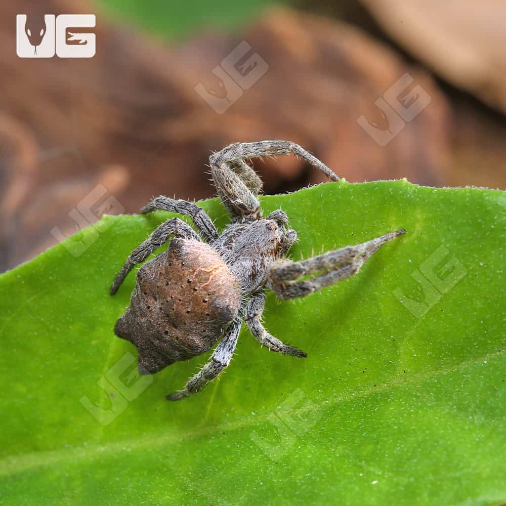 Tropical Tent-Web Spider (Cyrtophora citricola) For Sale - Underground ...