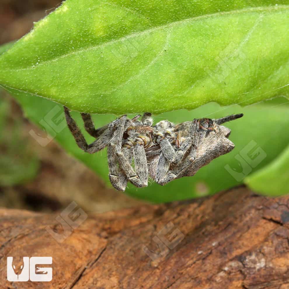 Tropical Tent-Web Spider (Cyrtophora citricola) For Sale - Underground ...