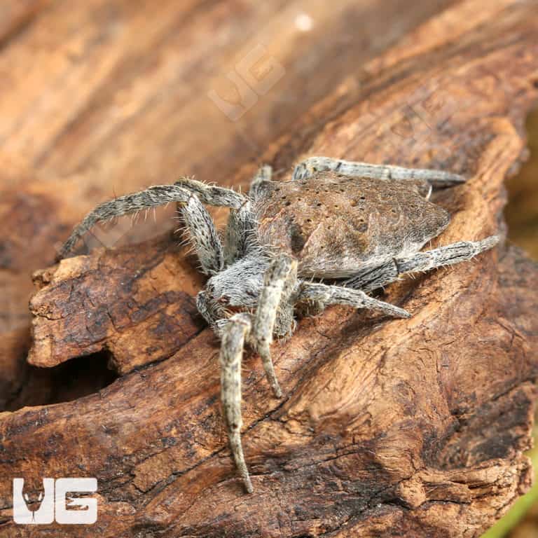 Tropical Tent-Web Spider (Cyrtophora citricola) For Sale - Underground ...