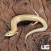 Wedge-snouted Skink For Sale - Underground Reptiles