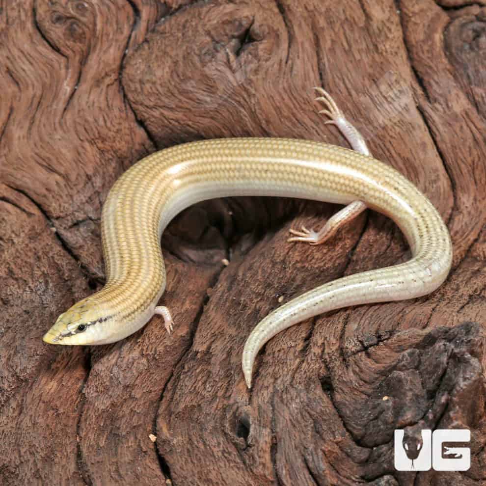 Wedge-snouted Skink For Sale - Underground Reptiles