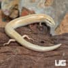 Wedge-snouted Skink For Sale - Underground Reptiles