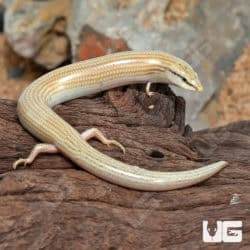 Wedge-snouted Skink For Sale - Underground Reptiles