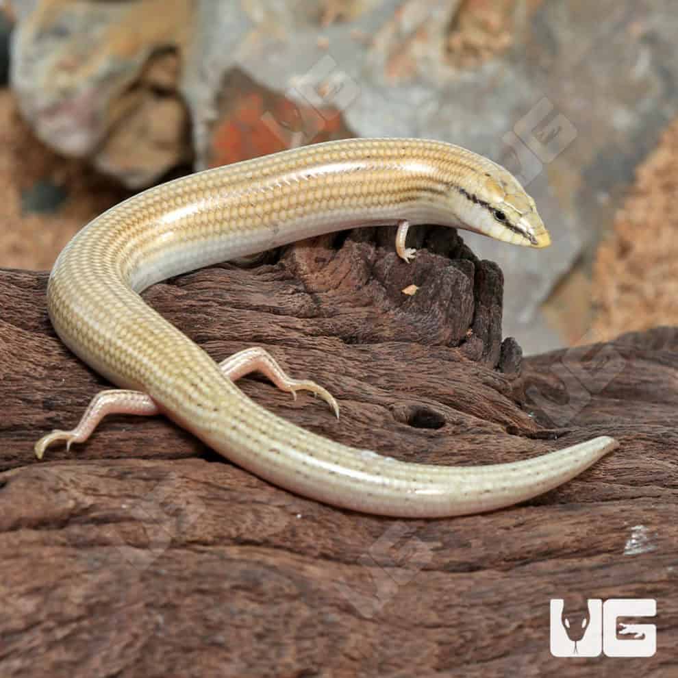 Wedge-snouted Skink For Sale - Underground Reptiles