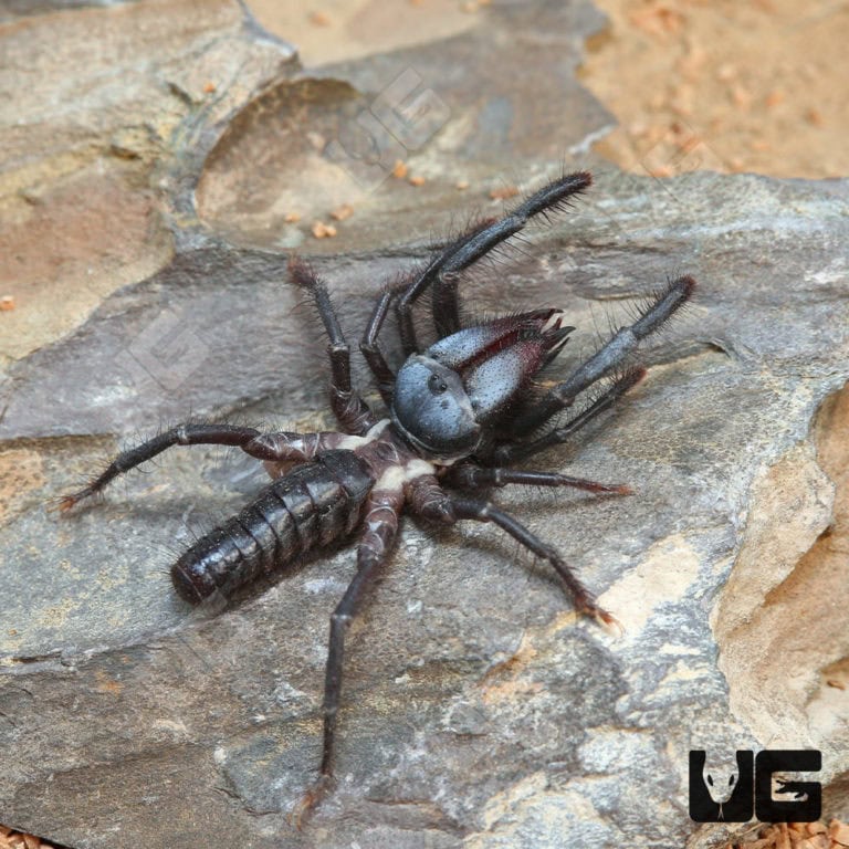 Black Sun Spider (Rhagodes Melanus) For Sale - Underground Reptiles