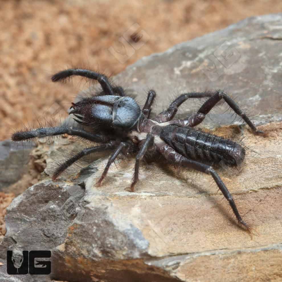 Black Sun Spider (Rhagodes Melanus) For Sale - Underground Reptiles
