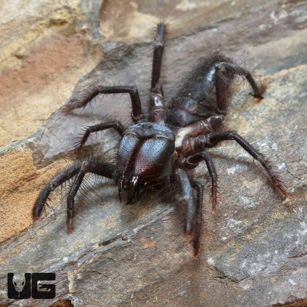 Black Sun Spider (Rhagodes Melanus) For Sale - Underground Reptiles