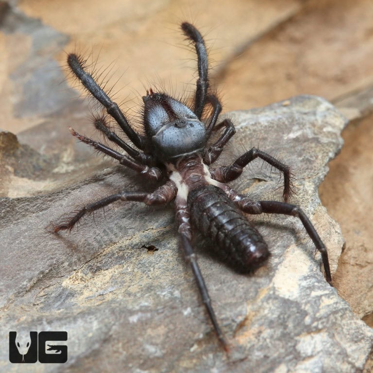 Black Sun Spider (Rhagodes Melanus) For Sale - Underground Reptiles