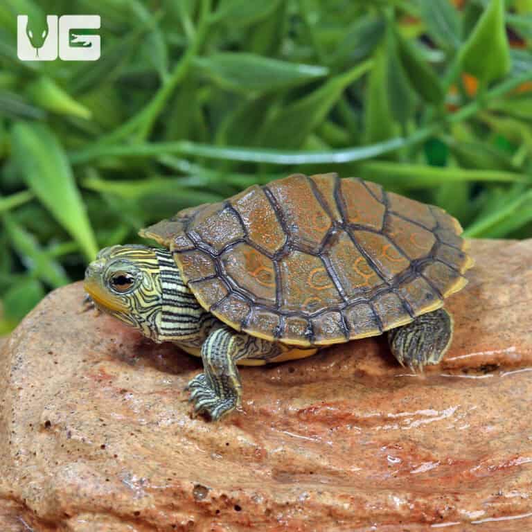 Baby Geographic Map Turtles For Sale - Underground Reptiles