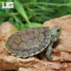 Baby Geographic Map Turtles For Sale - Underground Reptiles