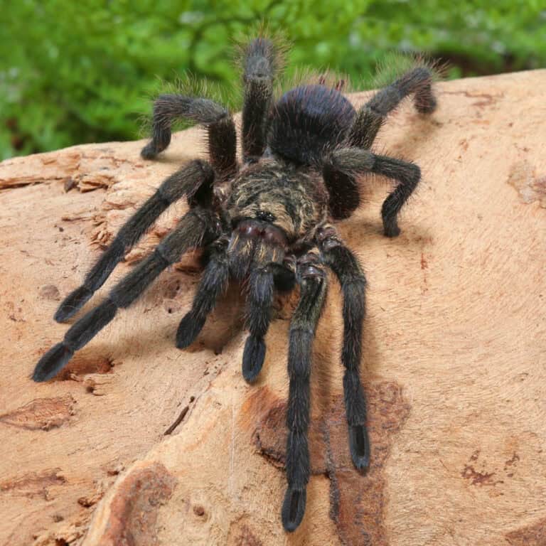 Cuban Bronze Tarantula (Phormictopus auratus) For Sale - Underground ...