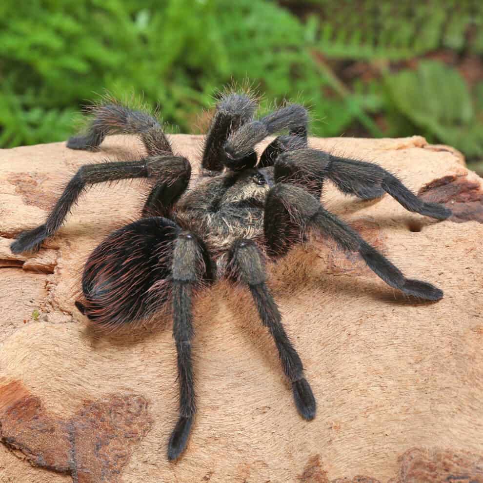 Cuban Bronze Tarantula (Phormictopus auratus) For Sale - Underground ...