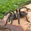 New Reptiles & Amphibians - Underground Reptiles