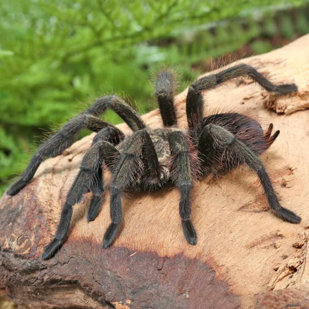 New Reptiles & Amphibians - Underground Reptiles