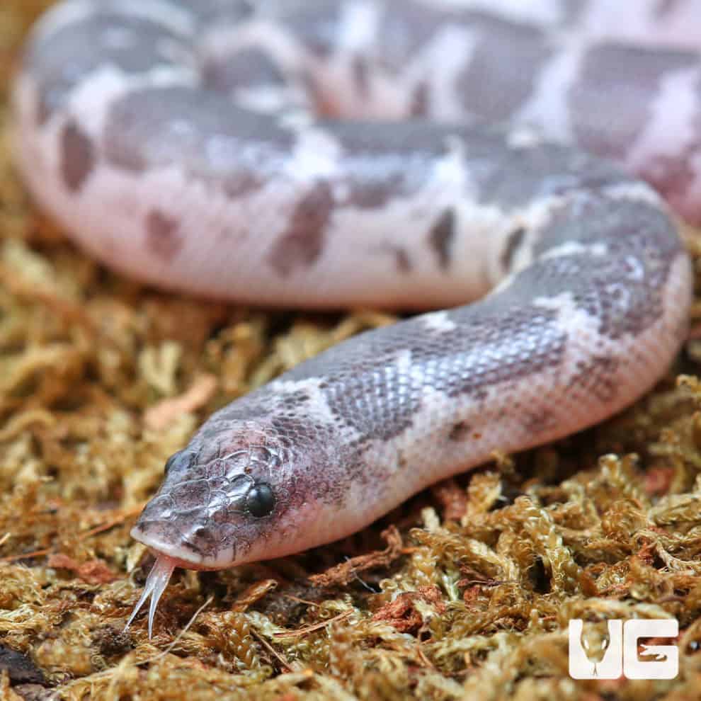 Baby Saharan Sand Boas (Eryx colubrinus) For Sale - Underground Reptiles