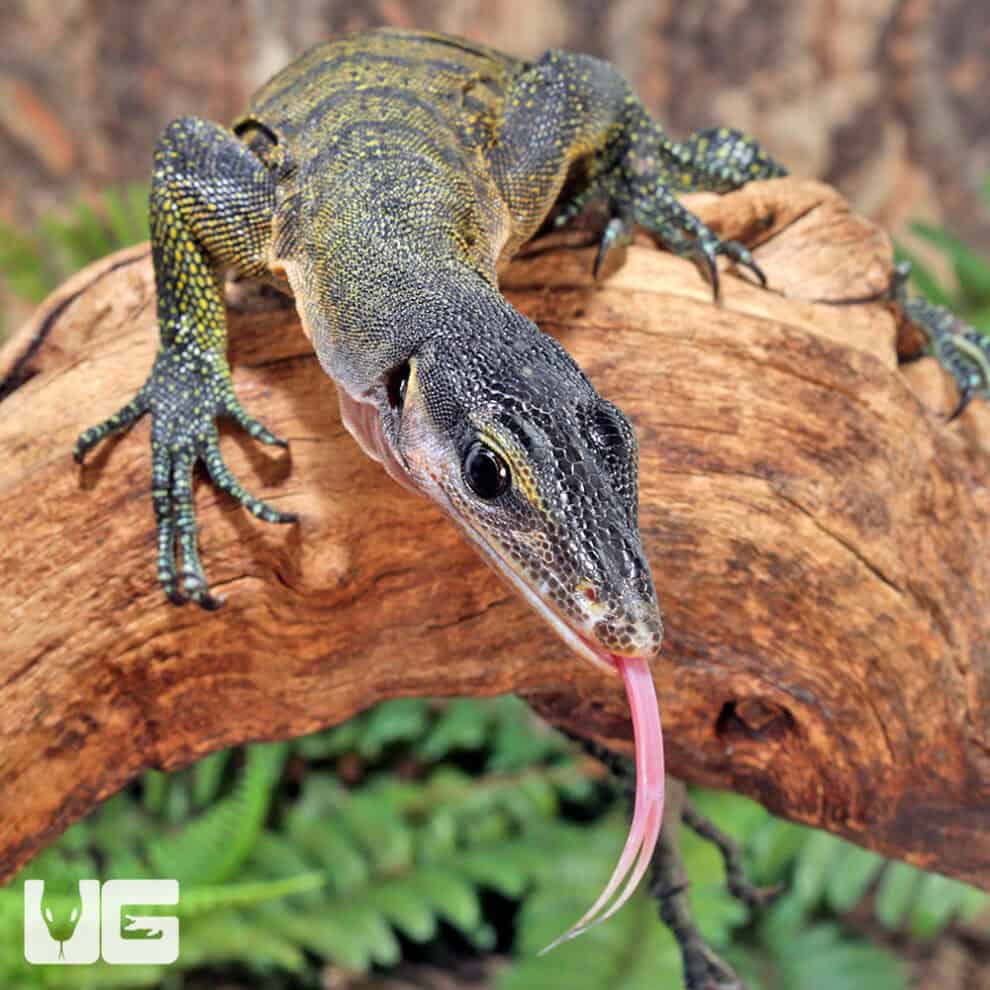 Lizards For Sale - Underground Reptiles