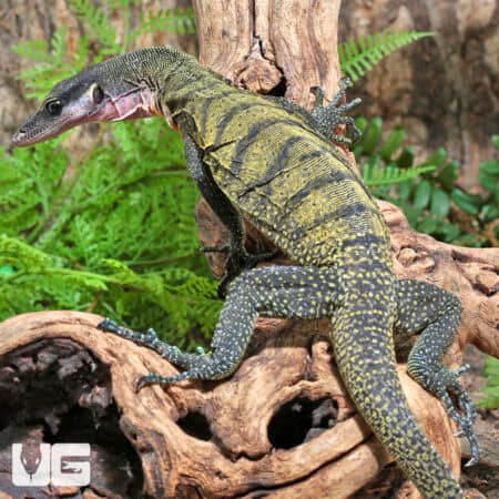 Lizards For Sale - Underground Reptiles