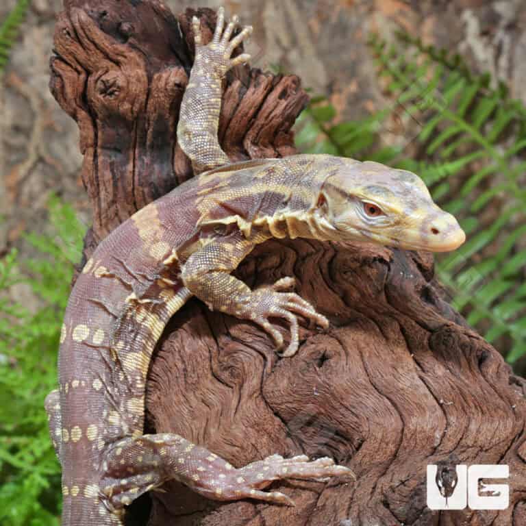 Baby Albino Asian Water Monitor T+ For Sale - Underground Reptiles