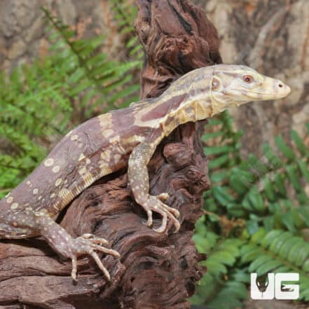 Baby Albino Asian Water Monitor T+ For Sale - Underground Reptiles