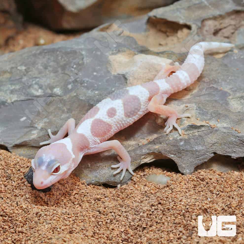 Baby Albino Chocolate Leopard Geckos (Eublepharis macularius) For Sale ...
