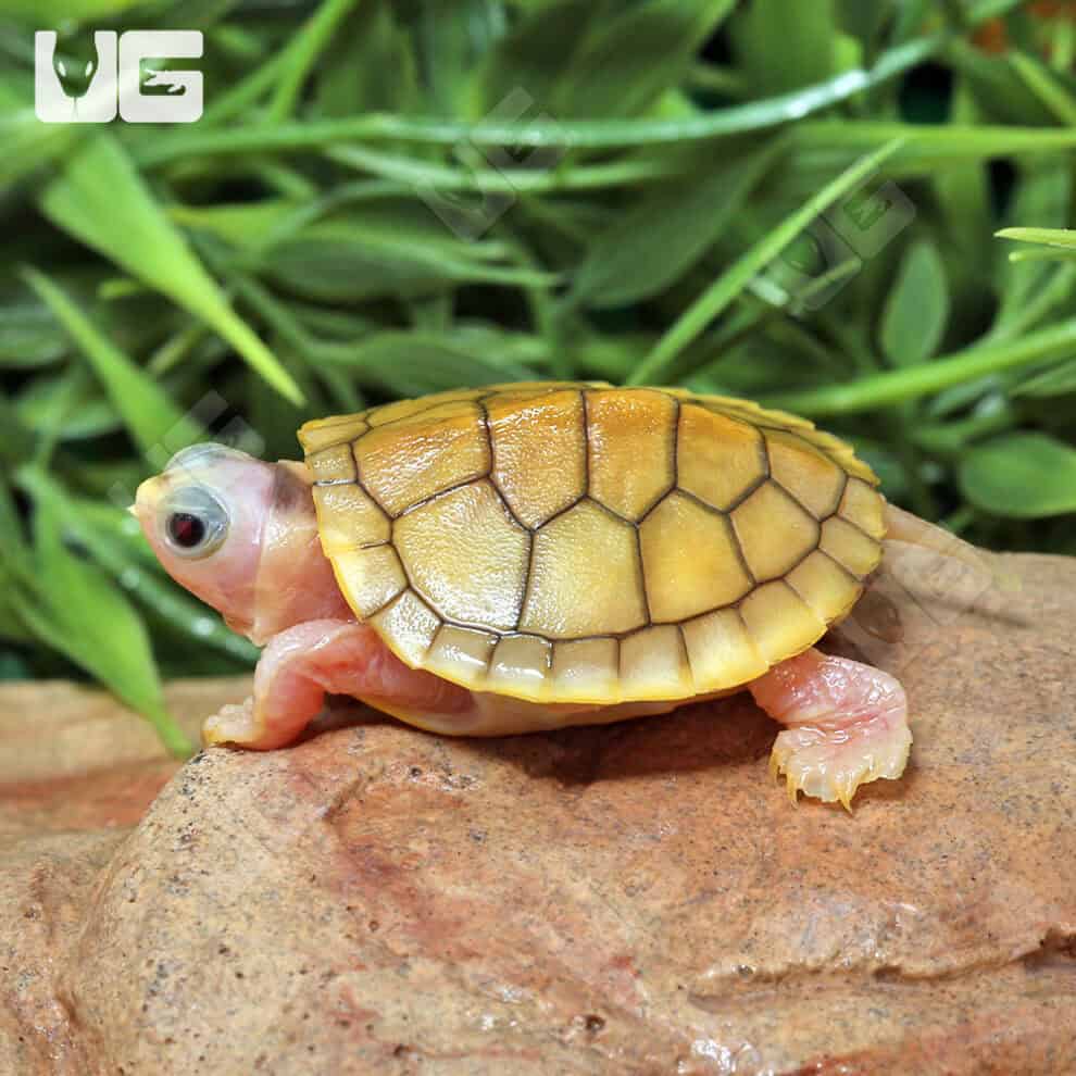 Baby Caramel Pink Red Ear Slider Turtle for Sale - Underground Reptiles