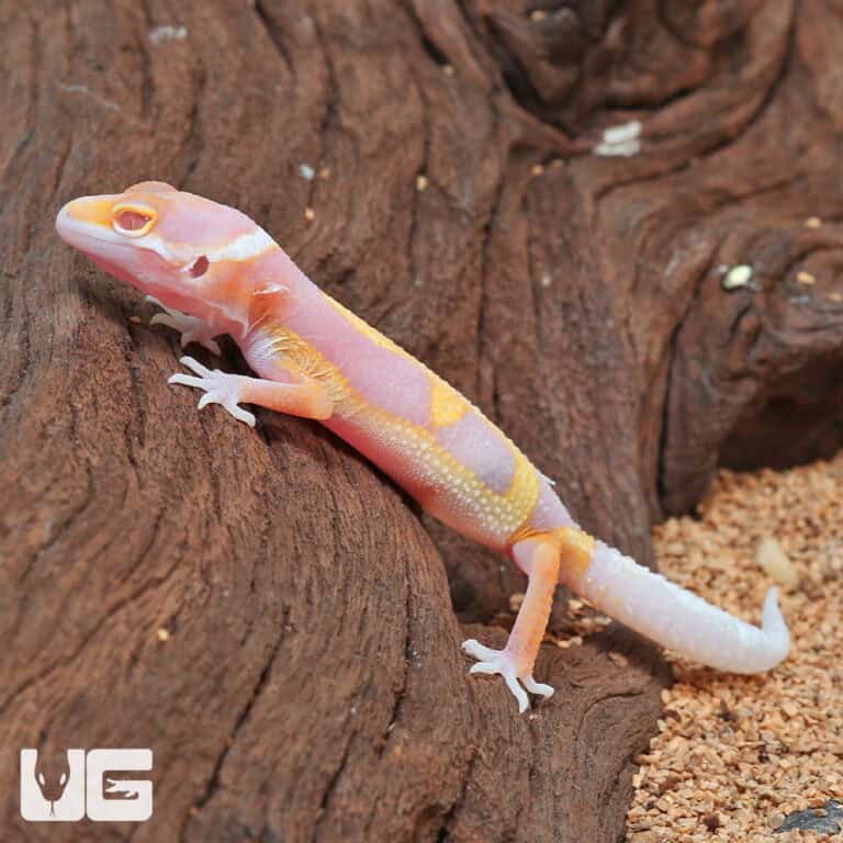Baby Clown Albino Leopard Geckos For Sale - Underground Reptiles