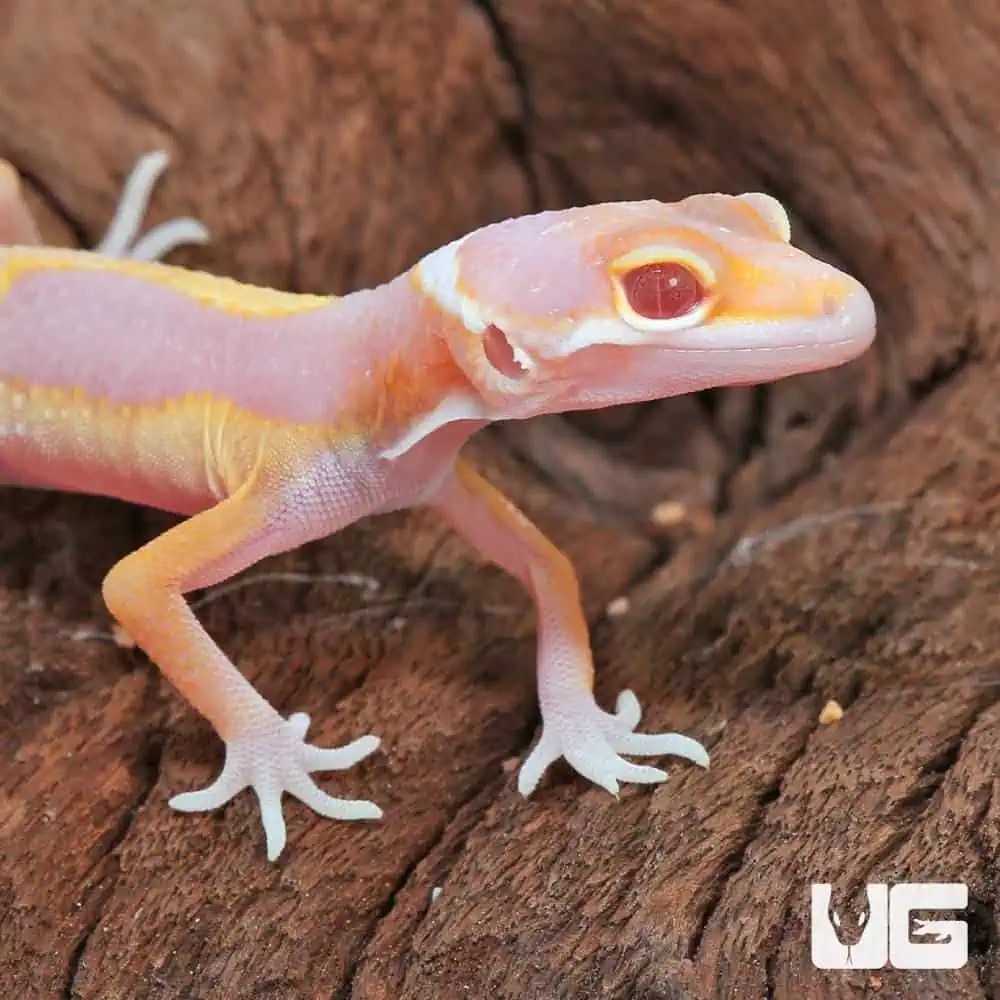 Bell Albino Leopard Gecko Baby