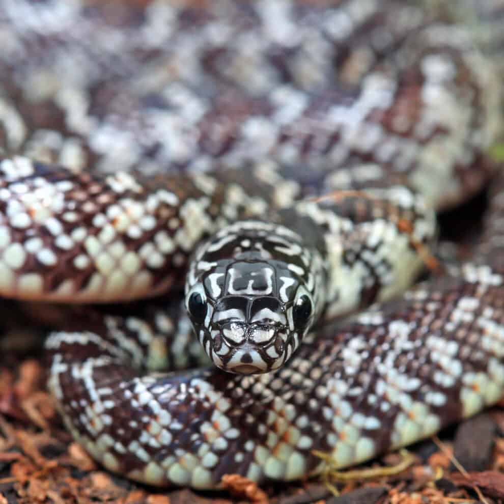 Baby Florida Kingsnake Het Hypo For Sale - Underground Reptiles