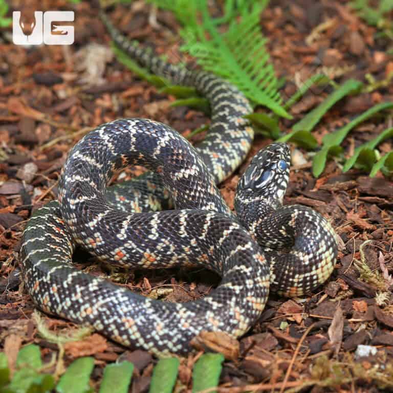 Baby Florida Kingsnake Het Hypo Het Axanthic For Sale - Underground ...