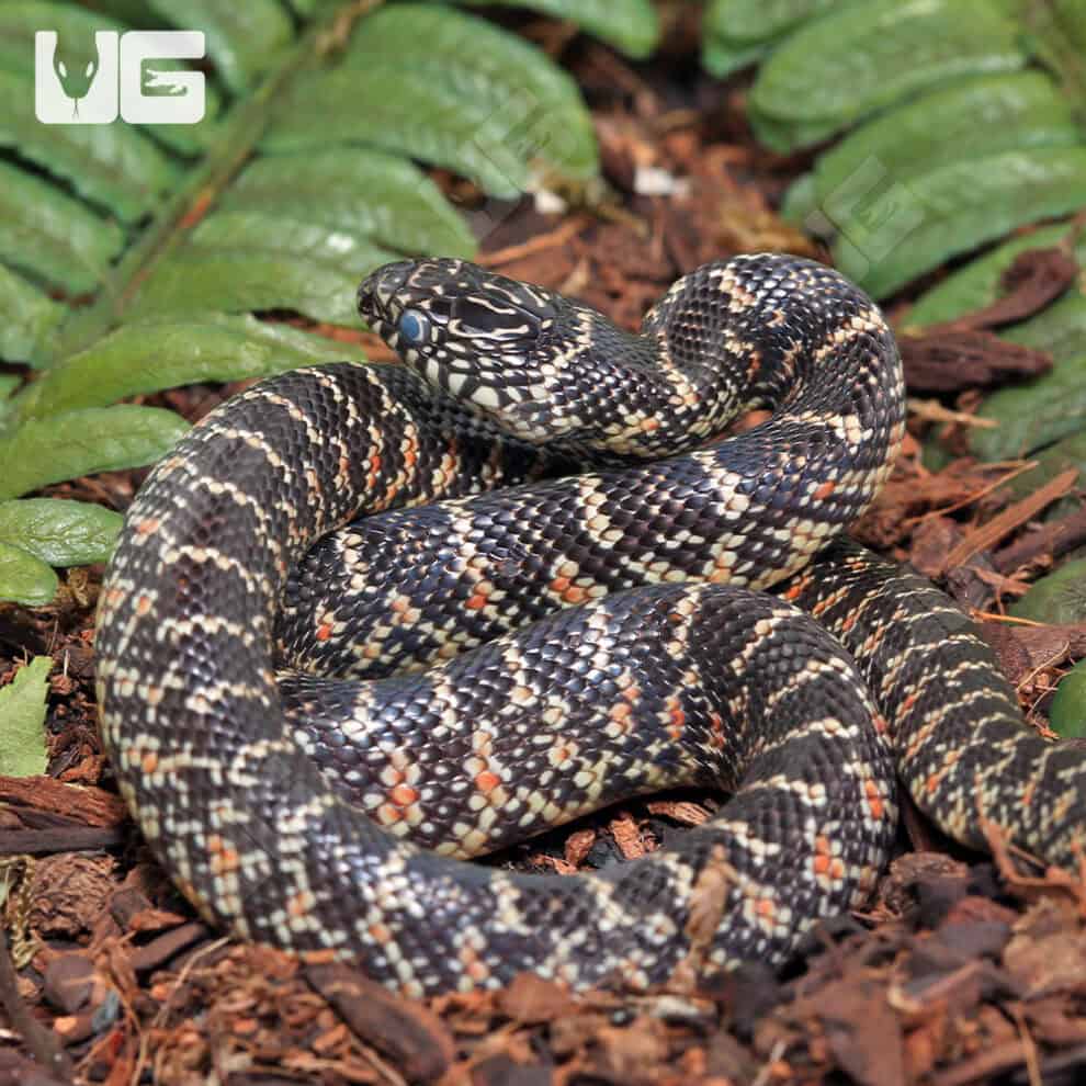 Baby Florida Kingsnake Het Hypo Het Axanthic For Sale - Underground ...