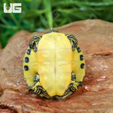 Baby Peninsula Cooter Turtles For Sale - Underground Reptiles