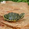 Baby Peninsula Cooter Turtles For Sale - Underground Reptiles