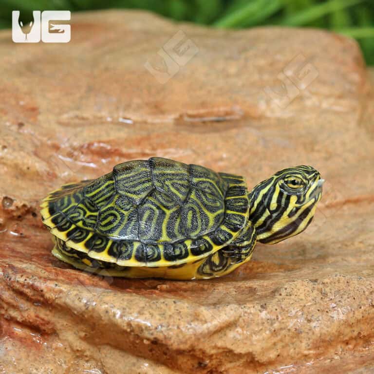 Baby Peninsula Cooter Turtles For Sale - Underground Reptiles