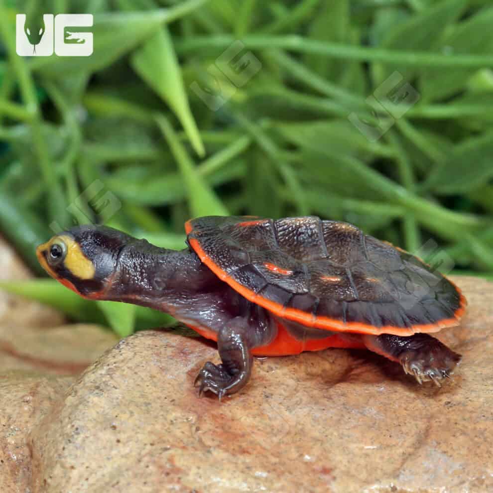 Baby Pinkbelly Sideneck Turtles For Sale - Underground Reptiles