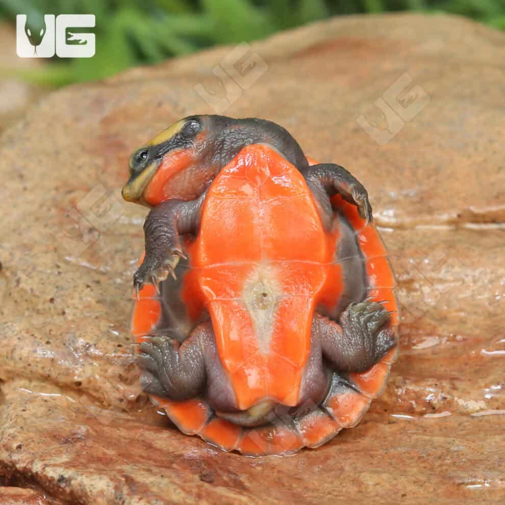 Baby Pinkbelly Sideneck Turtles For Sale - Underground Reptiles
