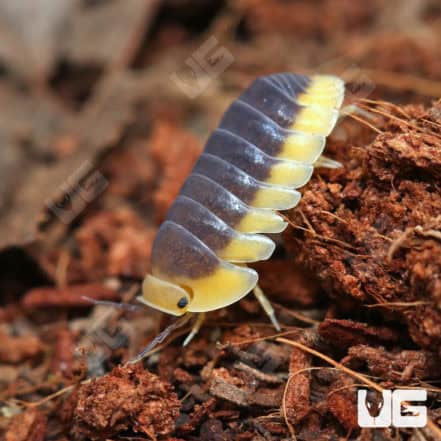Blue Lemon Isopods (Cubaris Sp. Blue Lemon) For Sale - Underground Reptiles