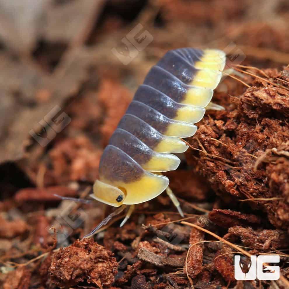 Blue Lemon Isopods (Cubaris Sp. Blue Lemon) For Sale - Underground Reptiles
